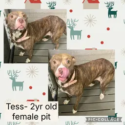 Williams County Humane Society